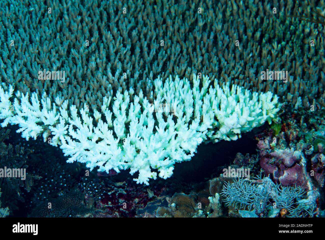 Blanchiment des coraux durs Banque de photographies et d’images à haute ...