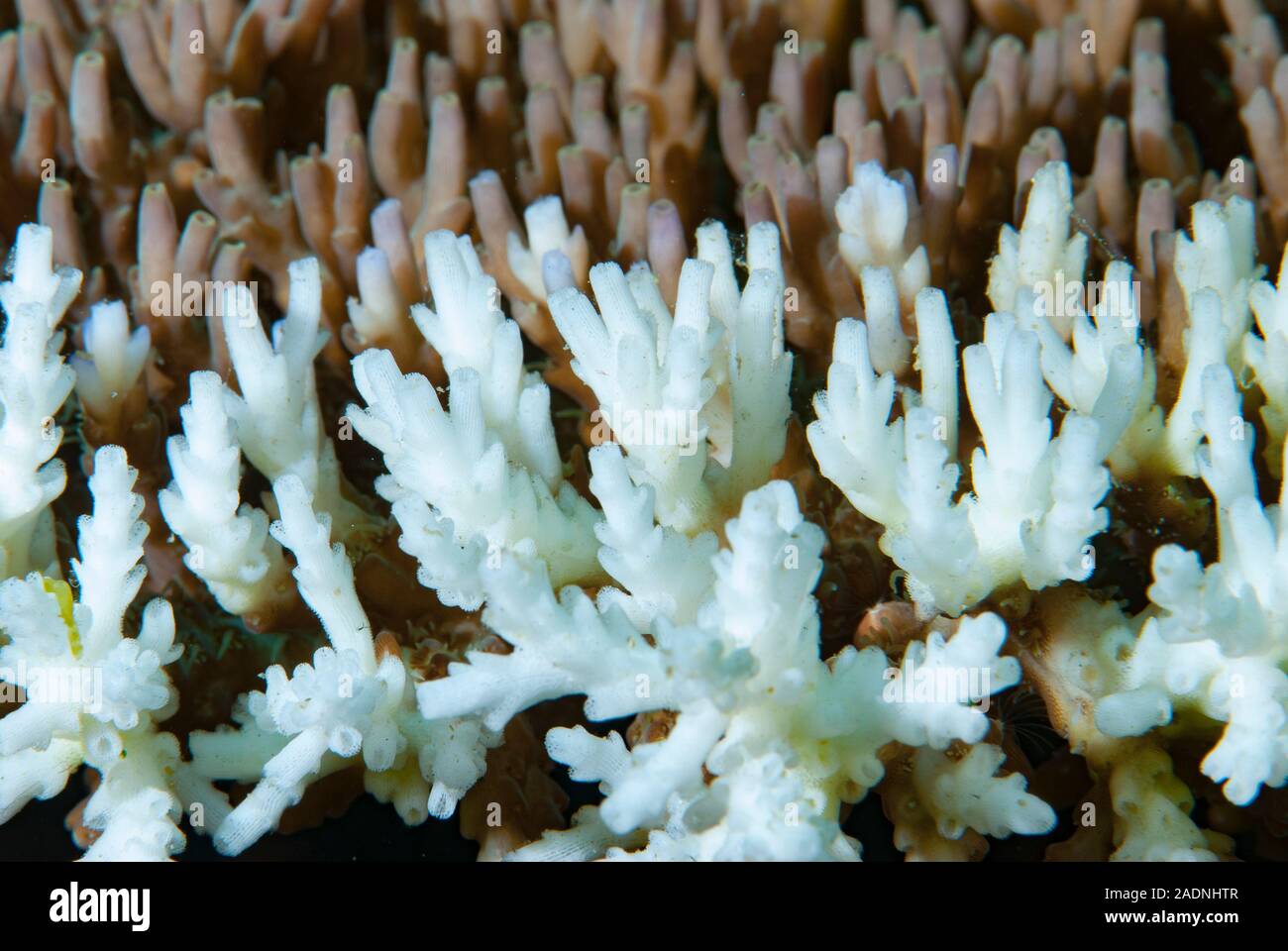 Blanchiment des coraux durs Banque de photographies et d’images à haute ...