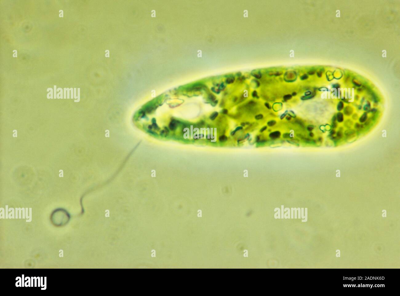 Euglène protozoaire flagellé. La lumière de la microphotographie ...