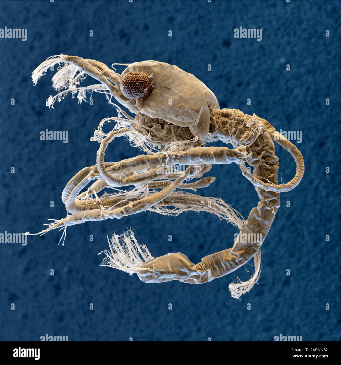 Larve de crevettes à la menthe (Lysmata wurdemanni). Couleur de l ...