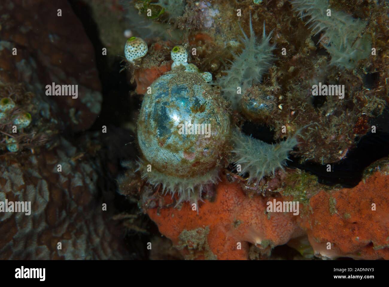 Valonia algae Banque de photographies et d’images à haute résolution ...