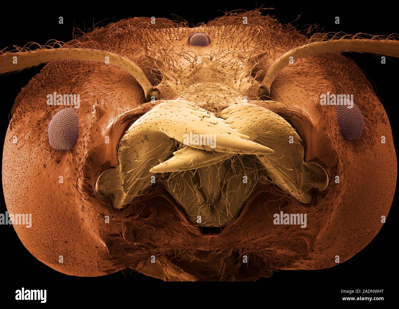 Fourmi soldat mâchoires. Couleur de l'analyse des électrons ...