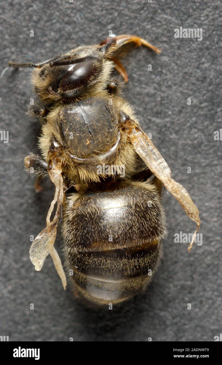 Les abeilles (Apis mellifera). Ce spécimen a été infecté avec ...