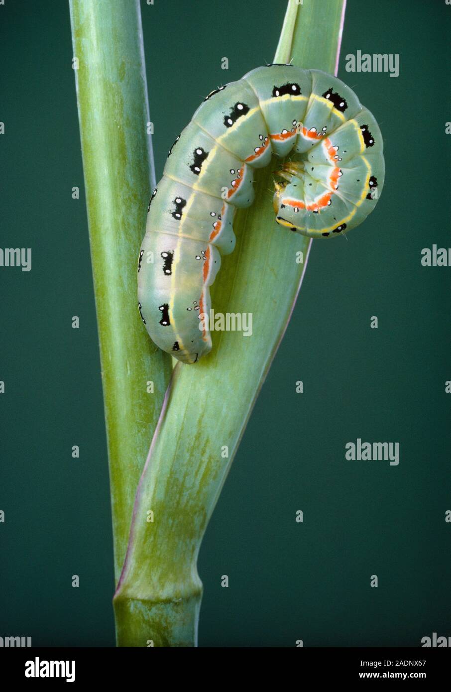 Caterpillar sur iris. Macrophotograph d'une chenille (espèces non ...