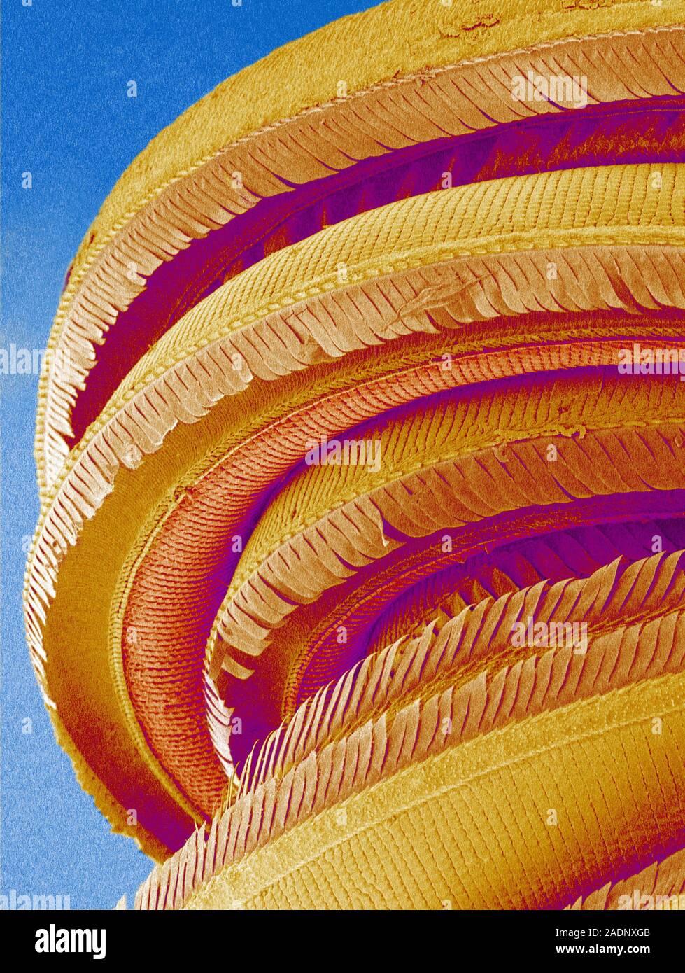 Espèce de proboscis. Couleur de l'analyse des électrons ...