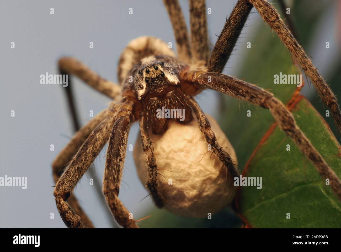 La famille araignée-loup (Lycosidae). Cette femelle wolf spider est ...
