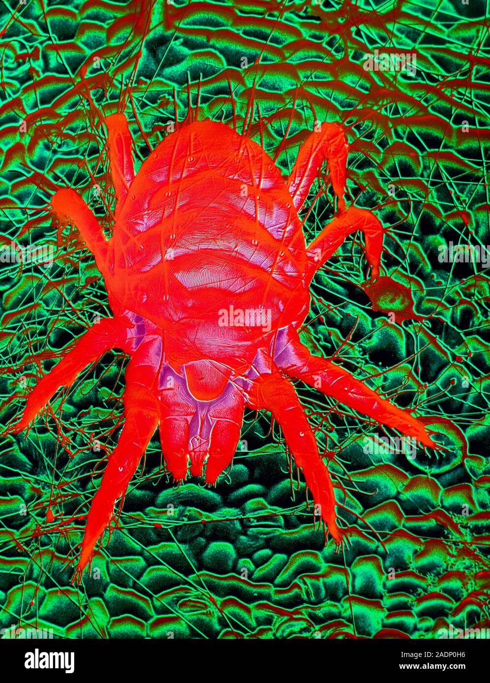 Faux-color micrographie électronique à balayage d'une serre l'araignée ...