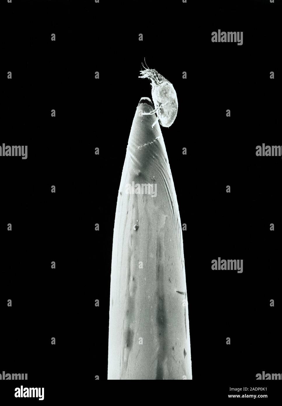 Les acariens. Micrographie électronique à balayage d'un acariens ...