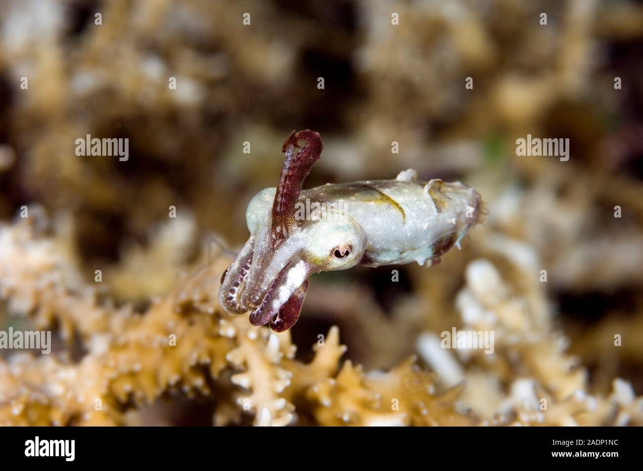 Les jeunes Seiches (Sepia papuensis papou). La seiche ou les cellules ...