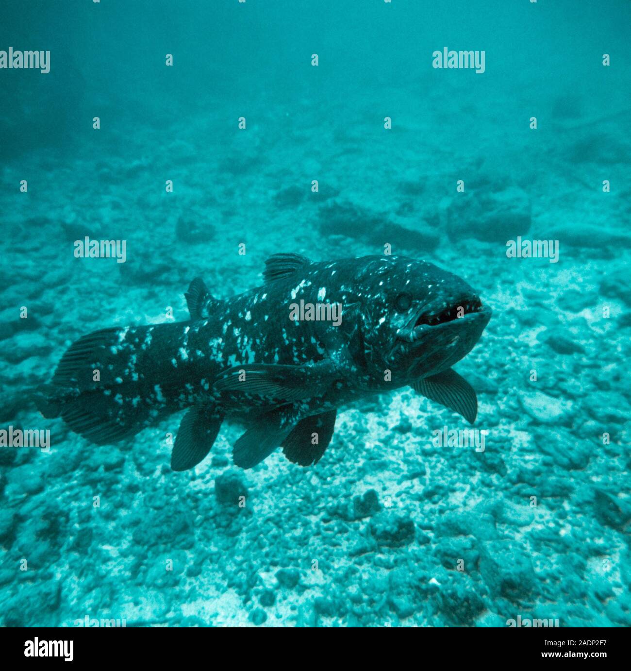 Poisson coelacanthe (Latimeria chalumnae). Le poisson coelacanthe et ...