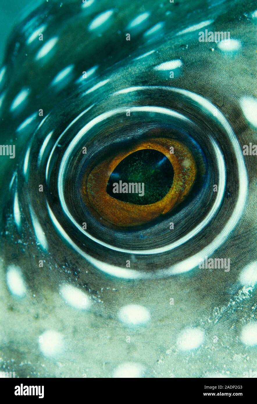 Oeil de poisson-globe à taches blanches (Arothron hispidus). Ce poisson ...