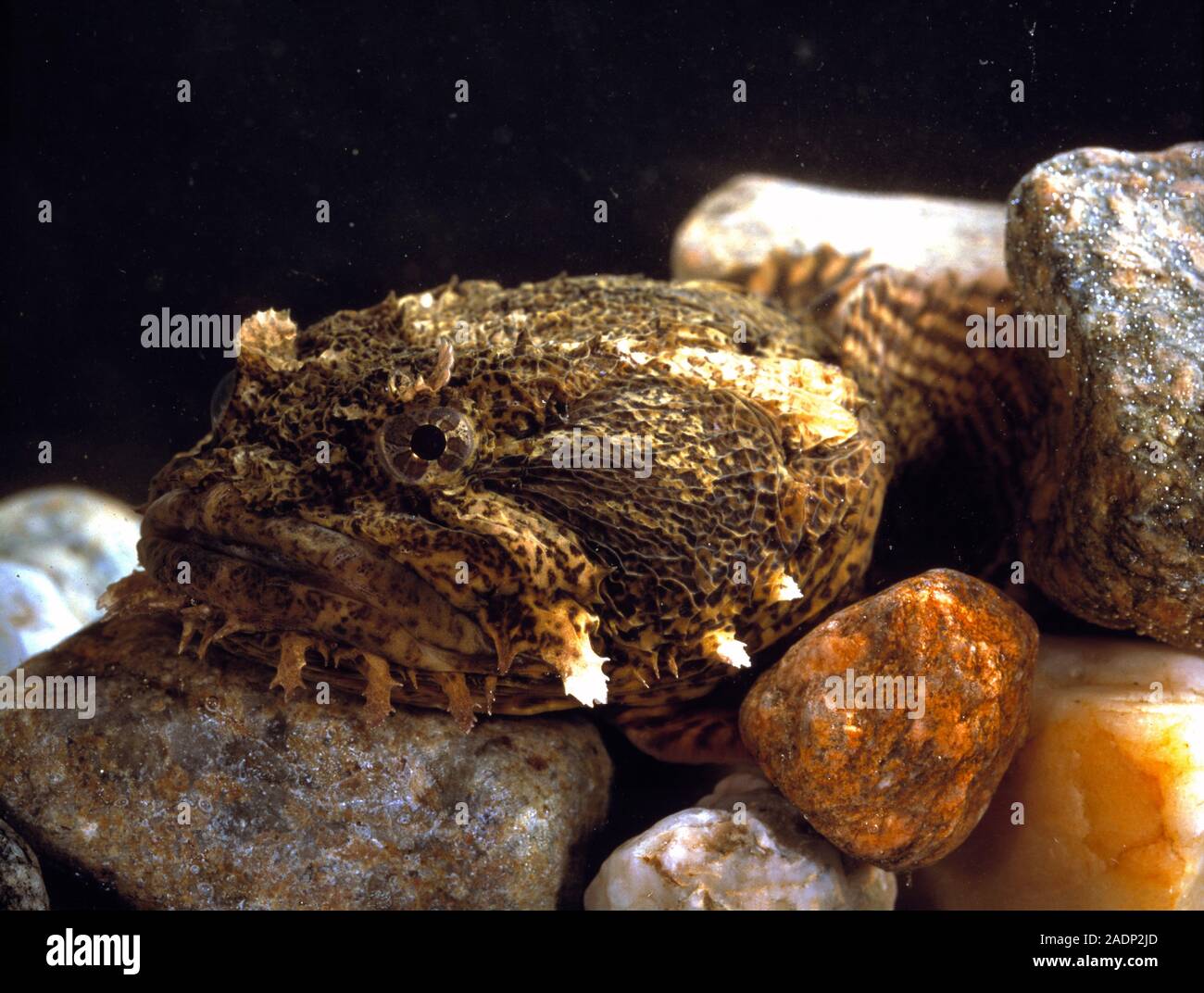 Poisson Opsanus tau). C'est un poisson de fond- qui se rencontre dans ...