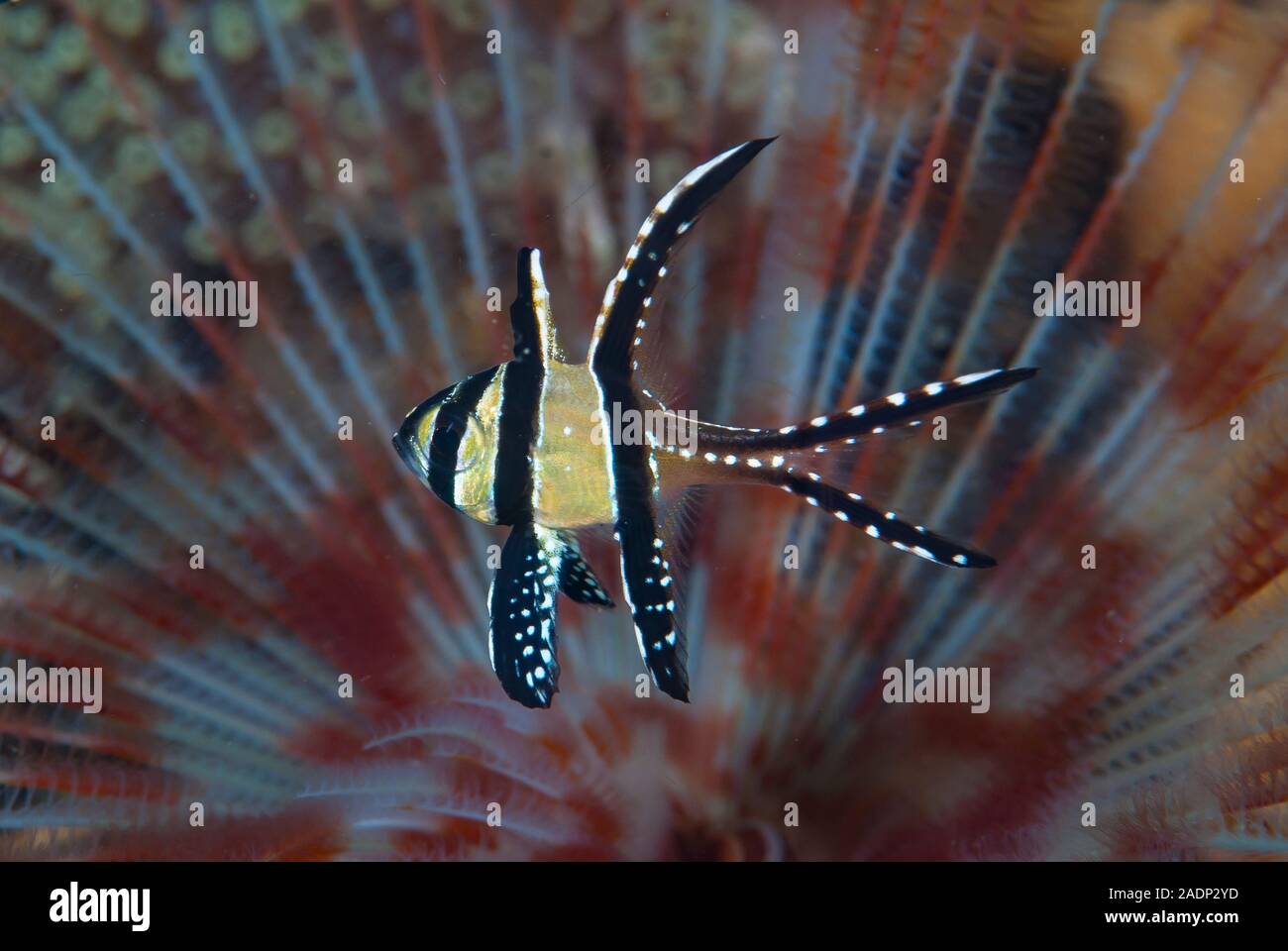 Pterapogon kauderni Banque de photographies et d’images à haute ...