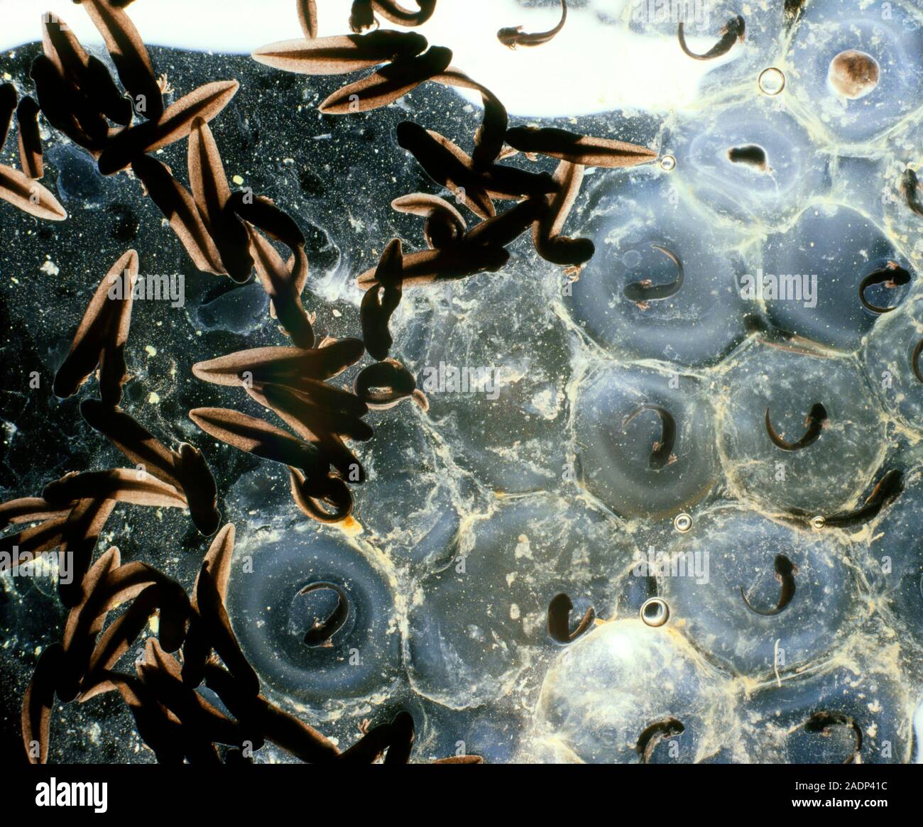 Exemples de têtards à deux stades différents de développement. Les ...