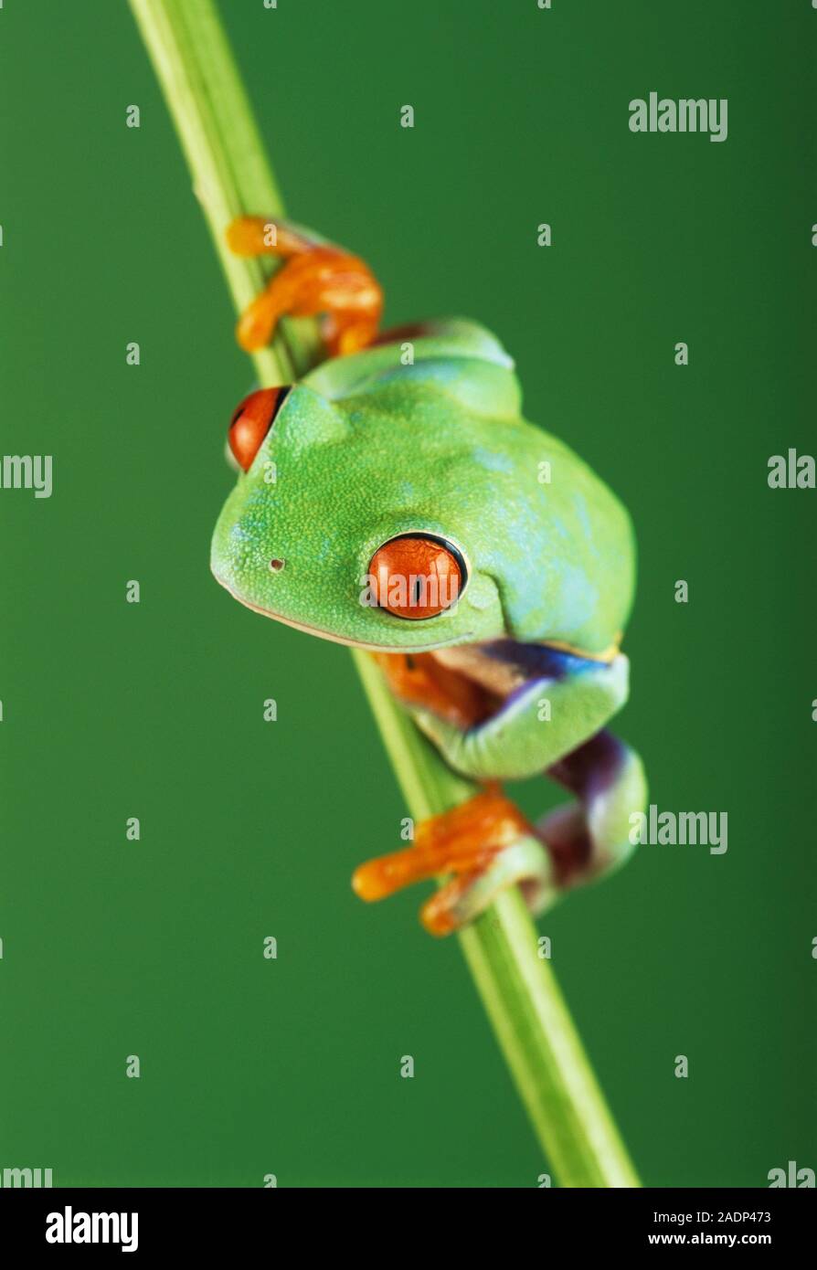 La rainette aux yeux rouges (agalychnis callidryas) accroché à une ...