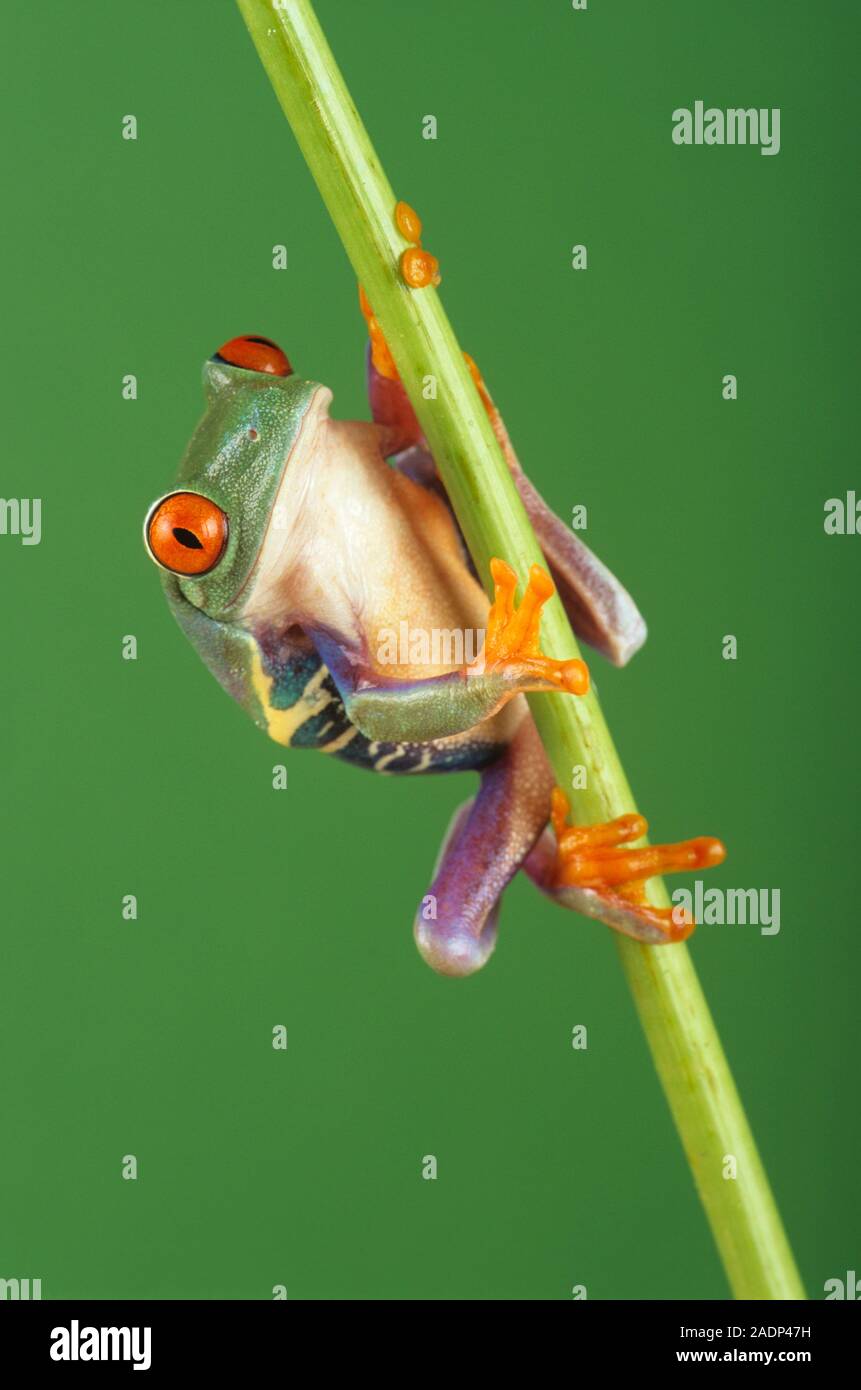 La rainette aux yeux rouges (agalychnis callidryas) accroché à une tige ...