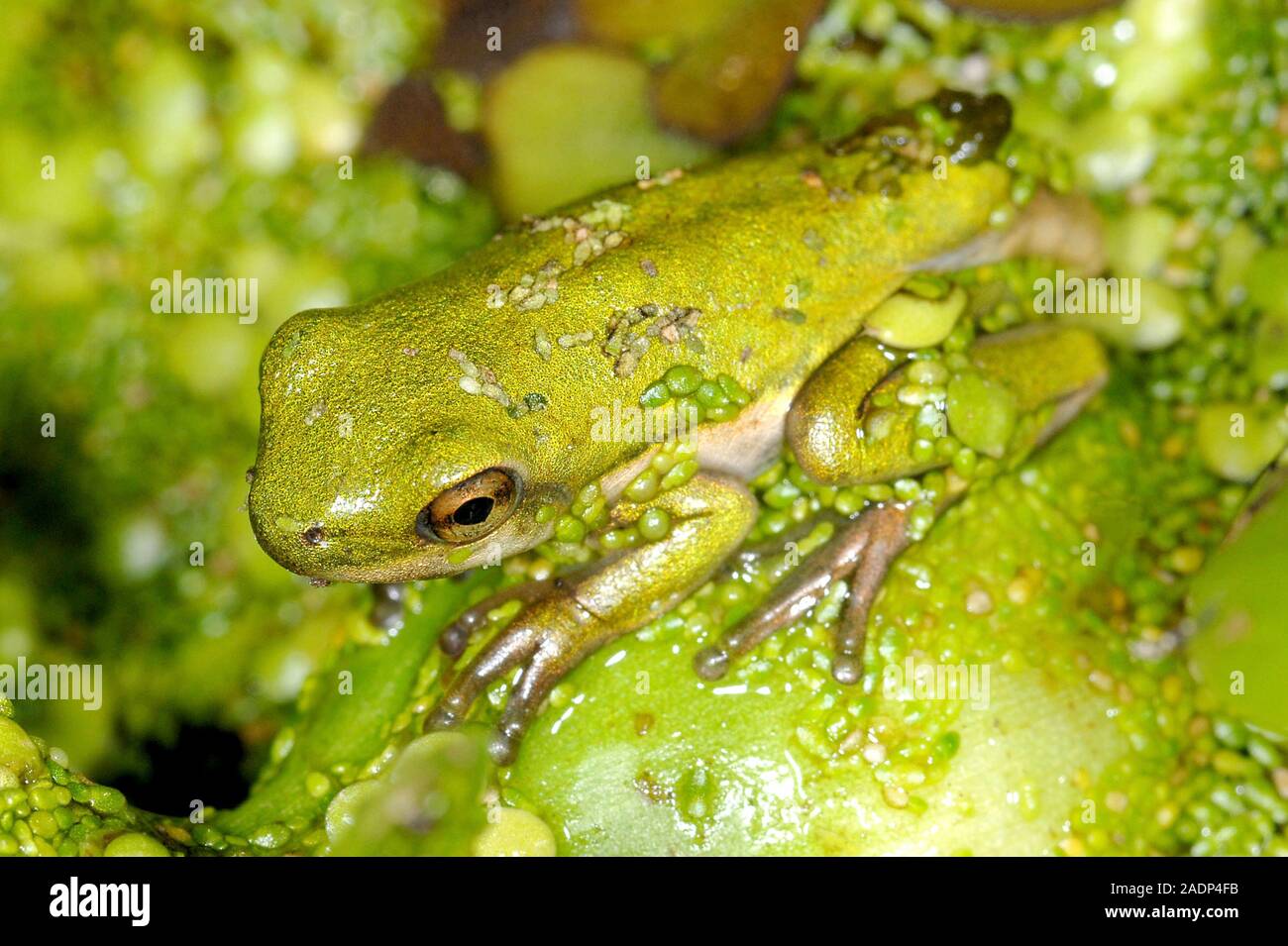 La rainette verte (Hyla cinerea) sur une feuille entre les lentilles d ...