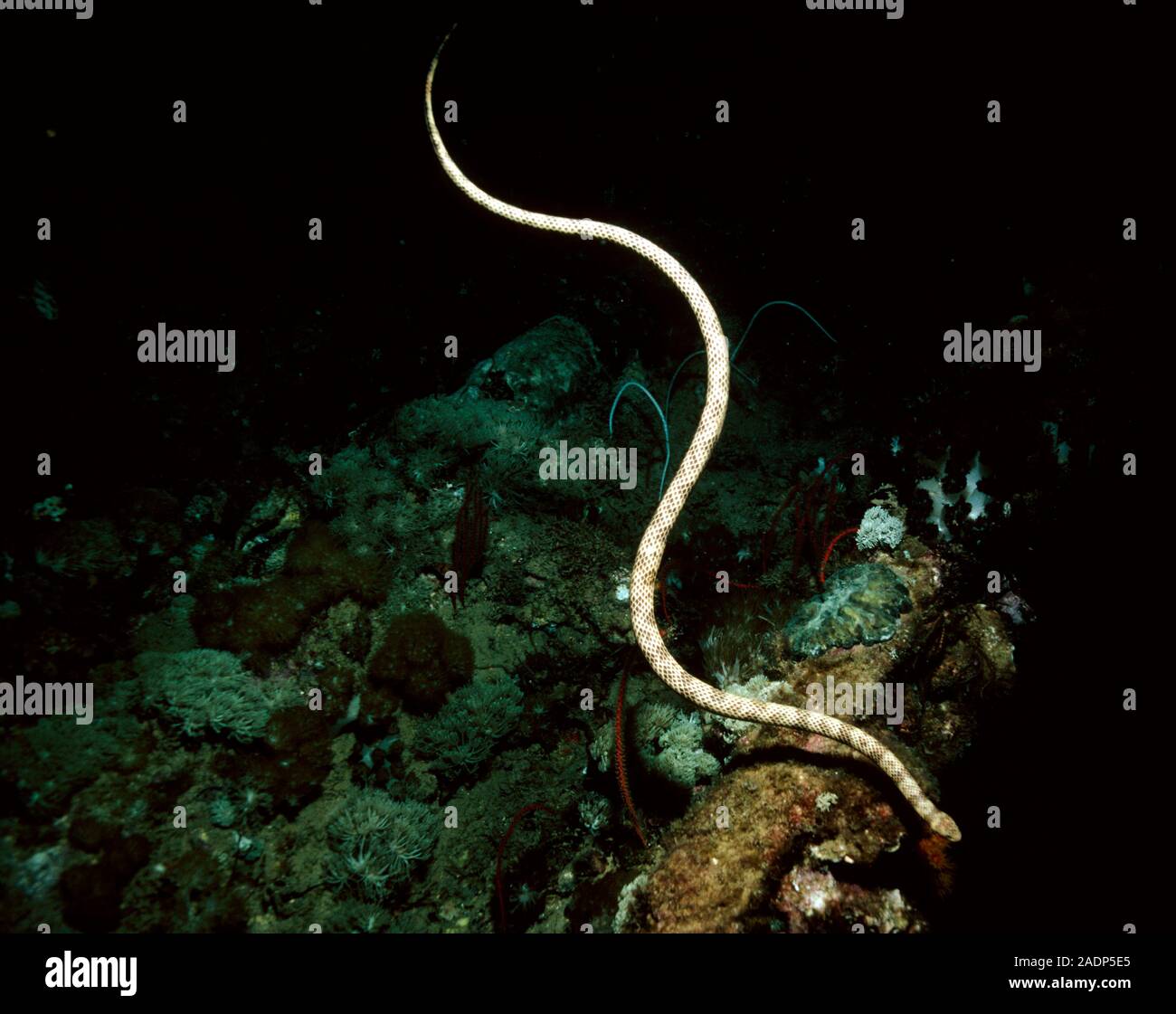 Serpent de mer. Serpent de mer à bec, Enhydrina schistosa. Les serpents ...