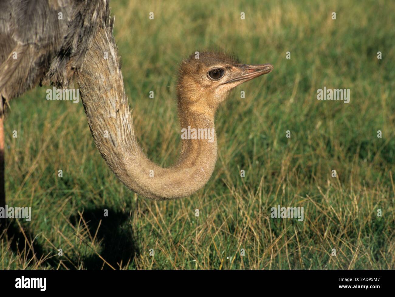Autruche. Tête d'une autruche femelle (Struthio camelus). L'autruche ...