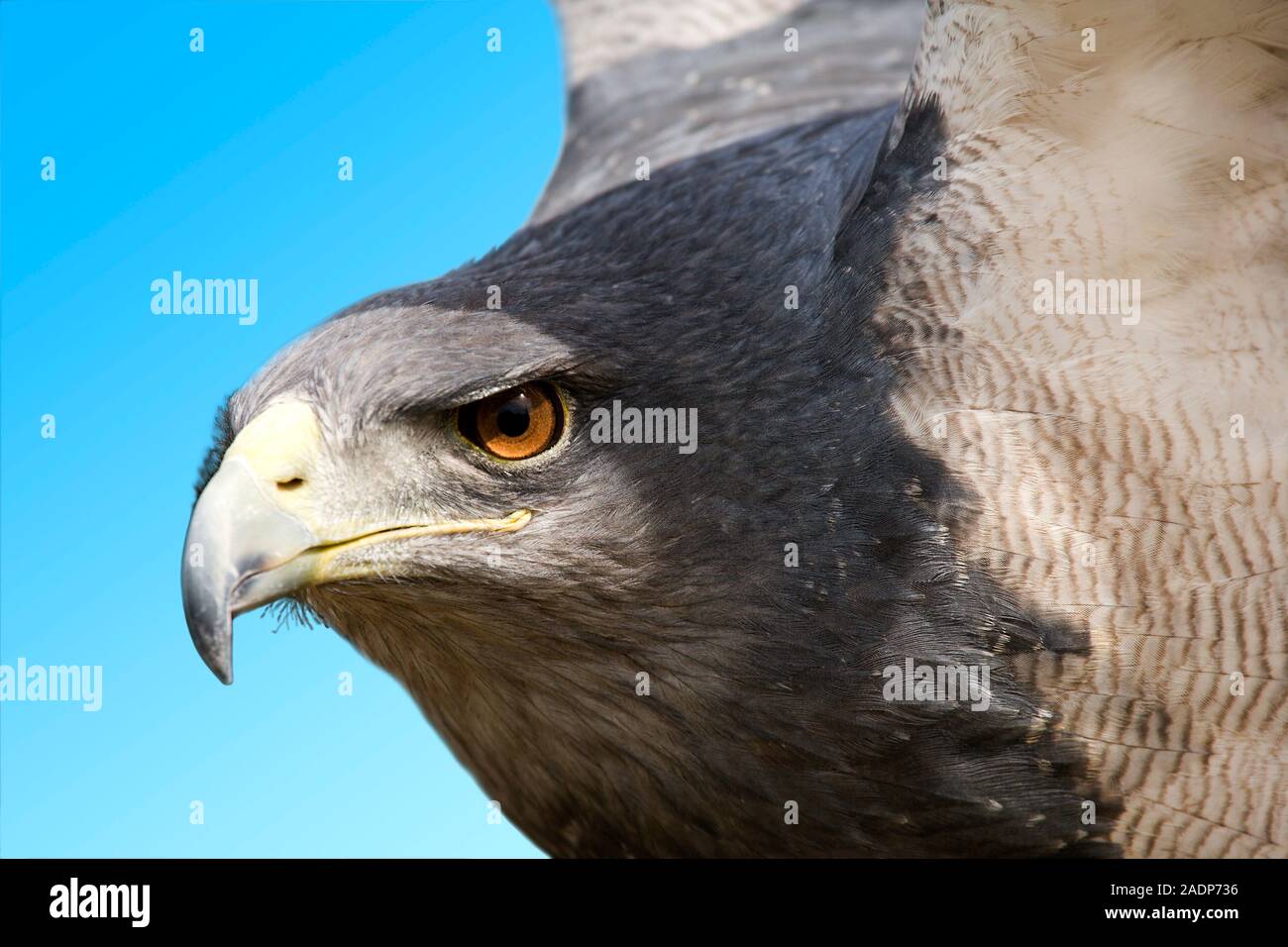 Grand-chested eagle buzzard (Geranoaetus melanoleucus). Ce rapace est ...