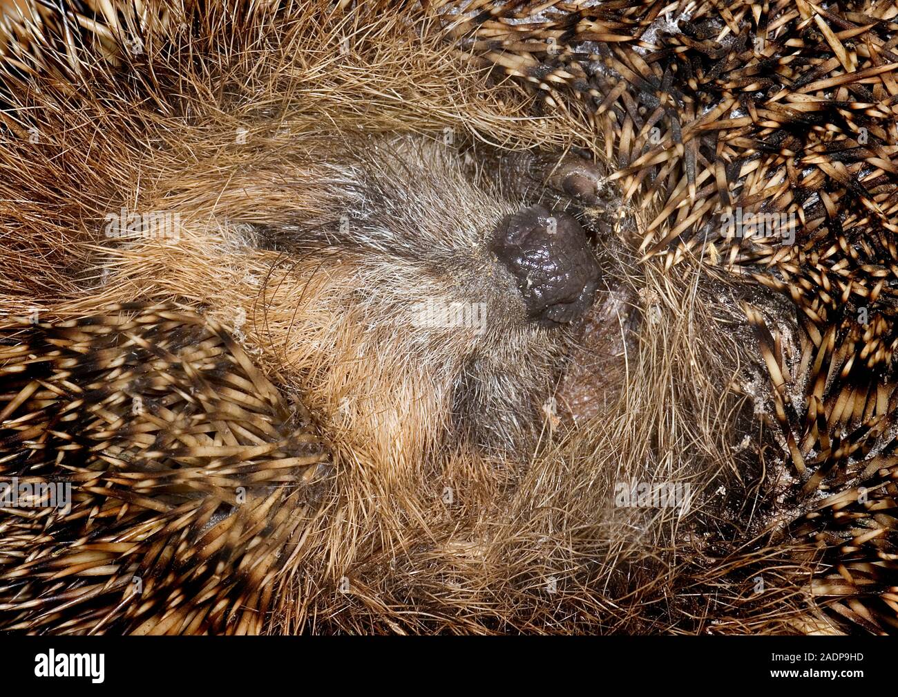 Hérisson (Erinaceus europaeus). L'hérisson est originaire d'Eurasie ...