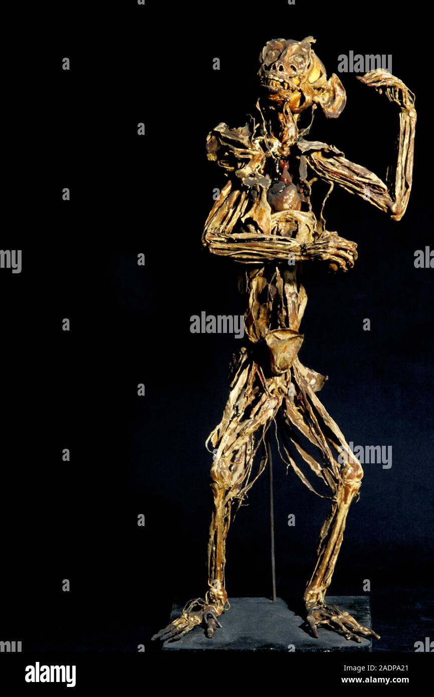 L'anatomie du singe. Corps disséqués conservés d'un singe. La peau a ...