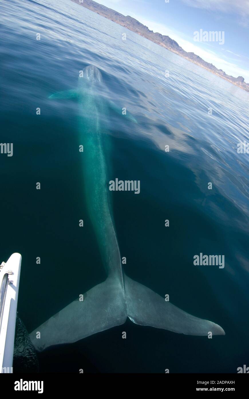 Rorqual bleu (Balaenoptera musculus) sous l'eau, montrant sa queue ...