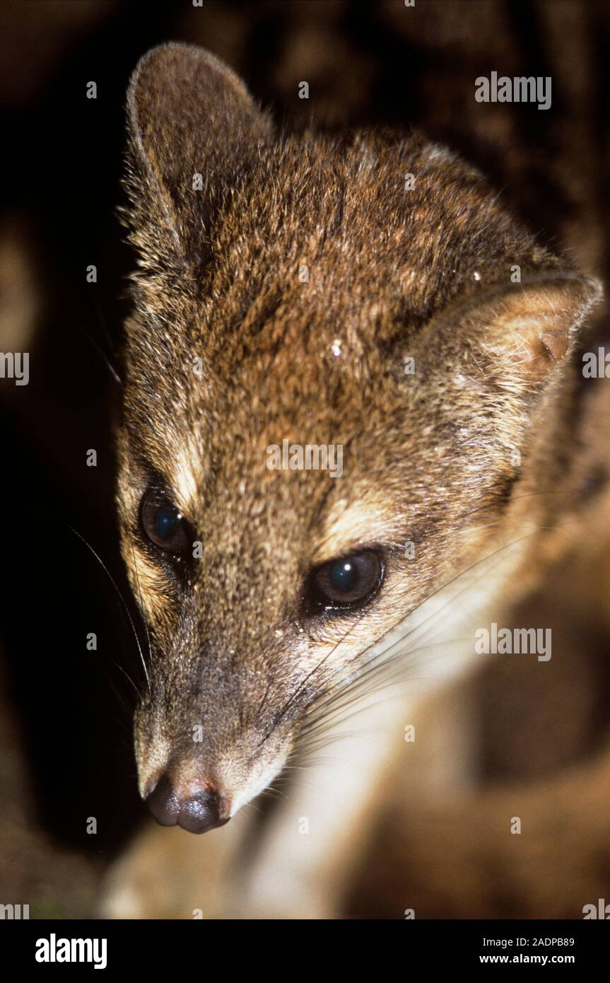 Rayé malgache (Fossa fossana civette). Le peuple malgache est ...