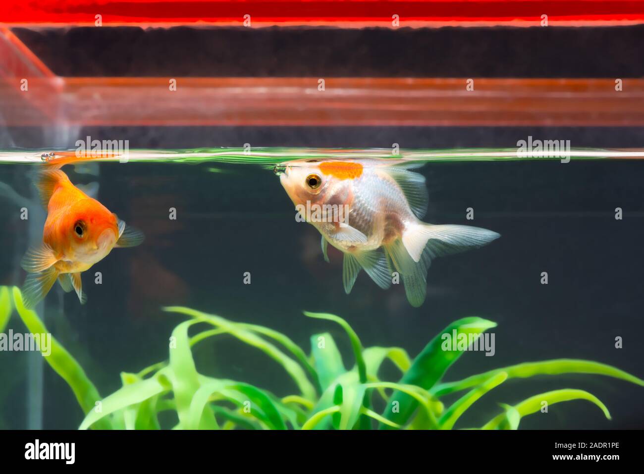 Poisson d'or ou goldfish swimming underwater in flottante réservoir d ...