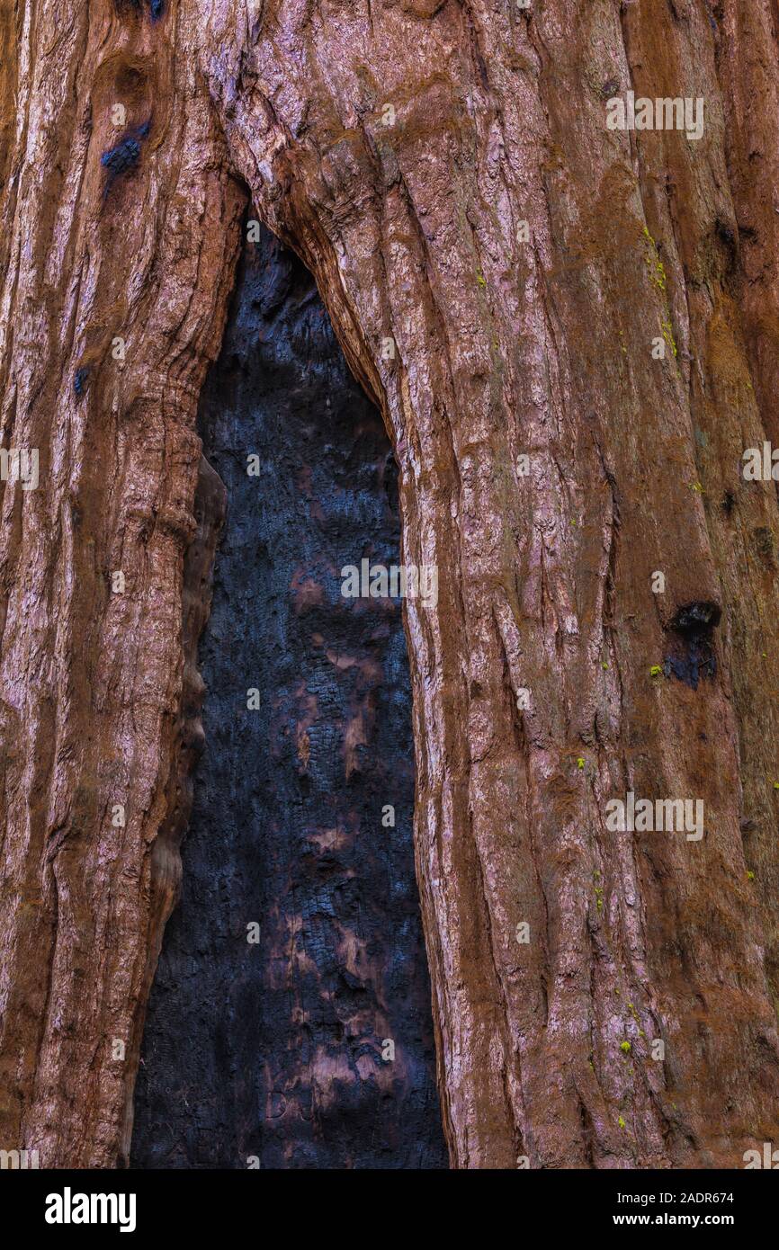 Le Séquoia géant, Sequoiadendron giganteum, le long de la forêt géante ...