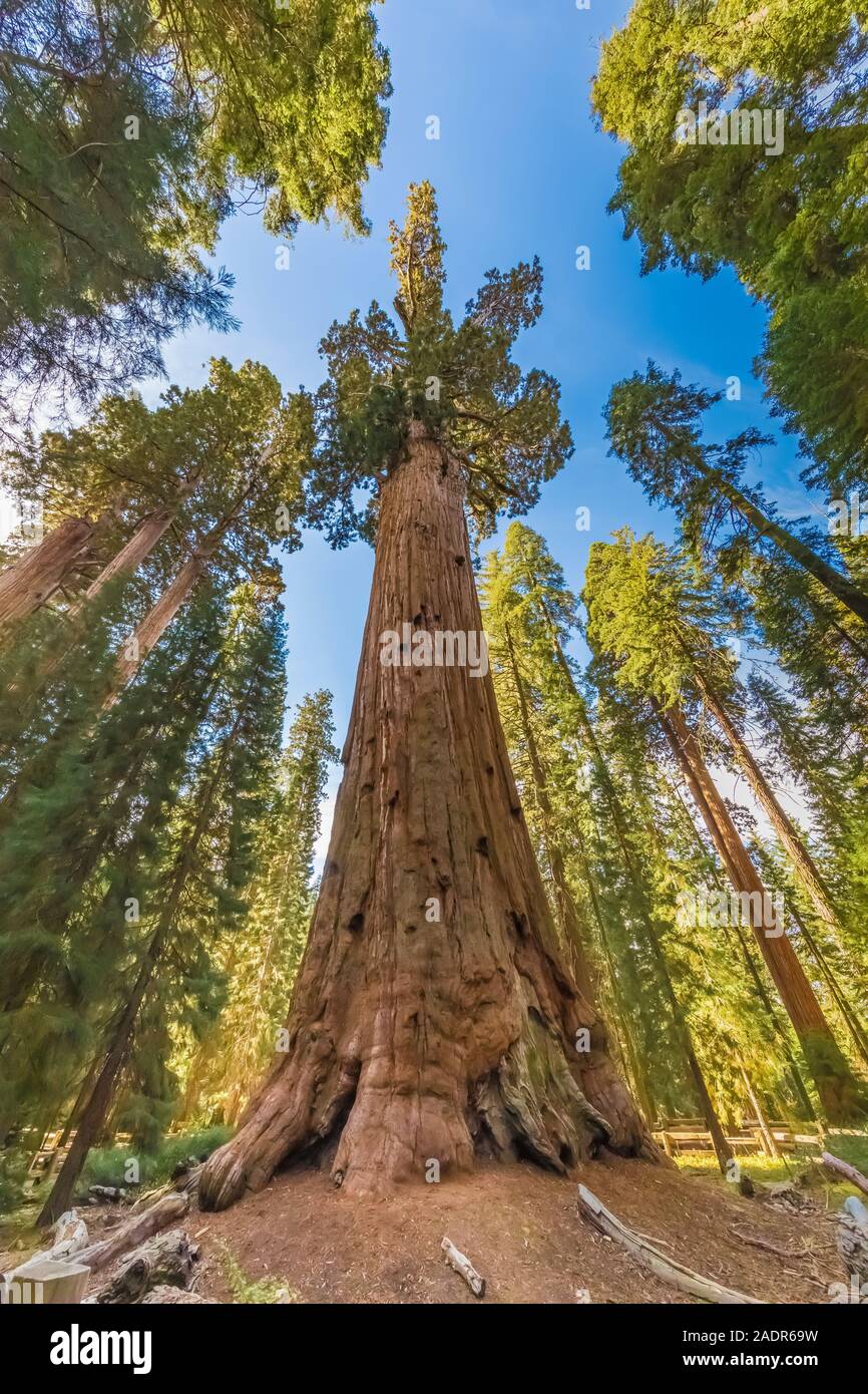 General Sherman Tree, le plus grand arbre au monde, un séquoia géant ...
