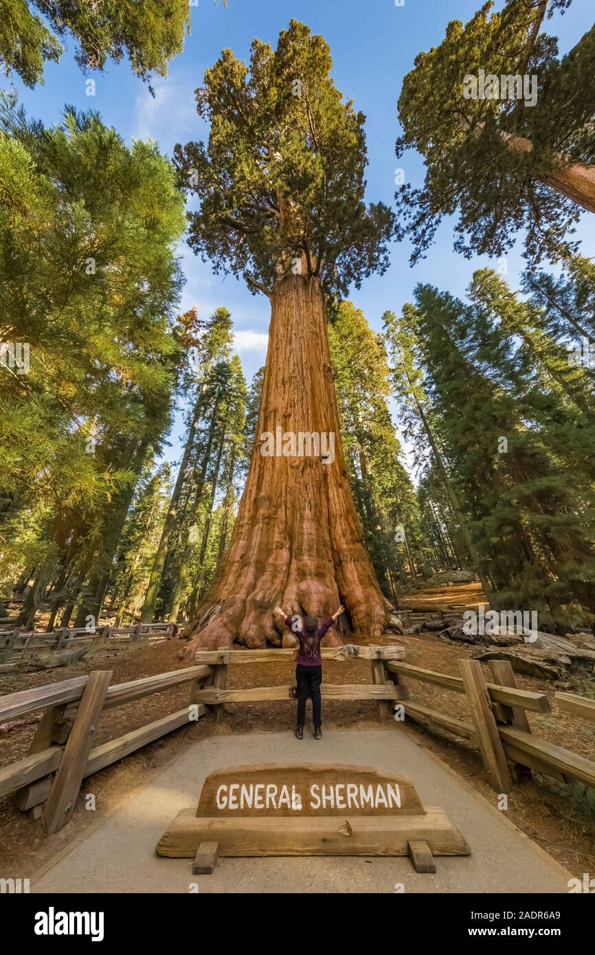General sherman giant sequoia sequoiadendron Banque de photographies et ...