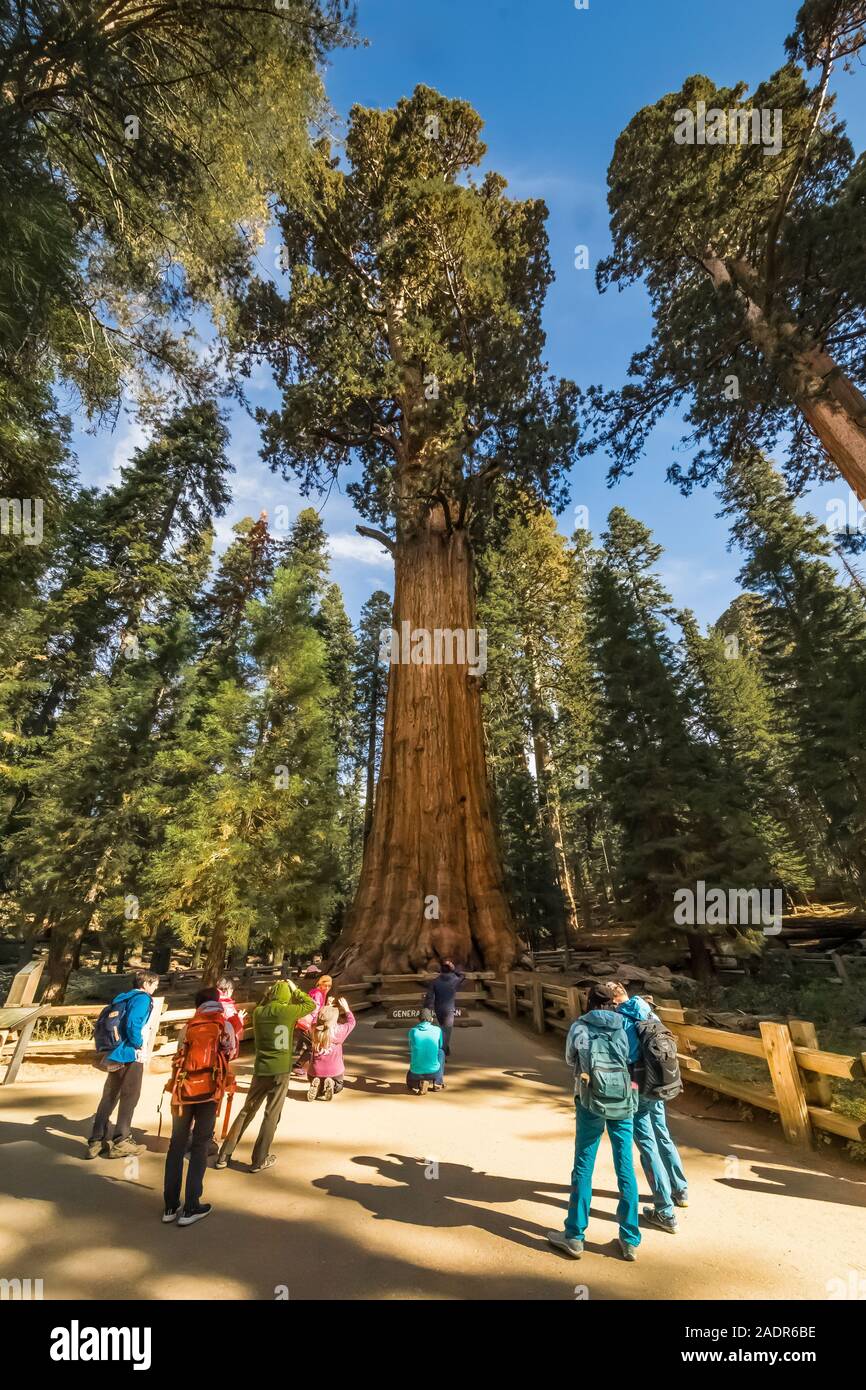 General sherman giant sequoia sequoiadendron Banque de photographies et ...