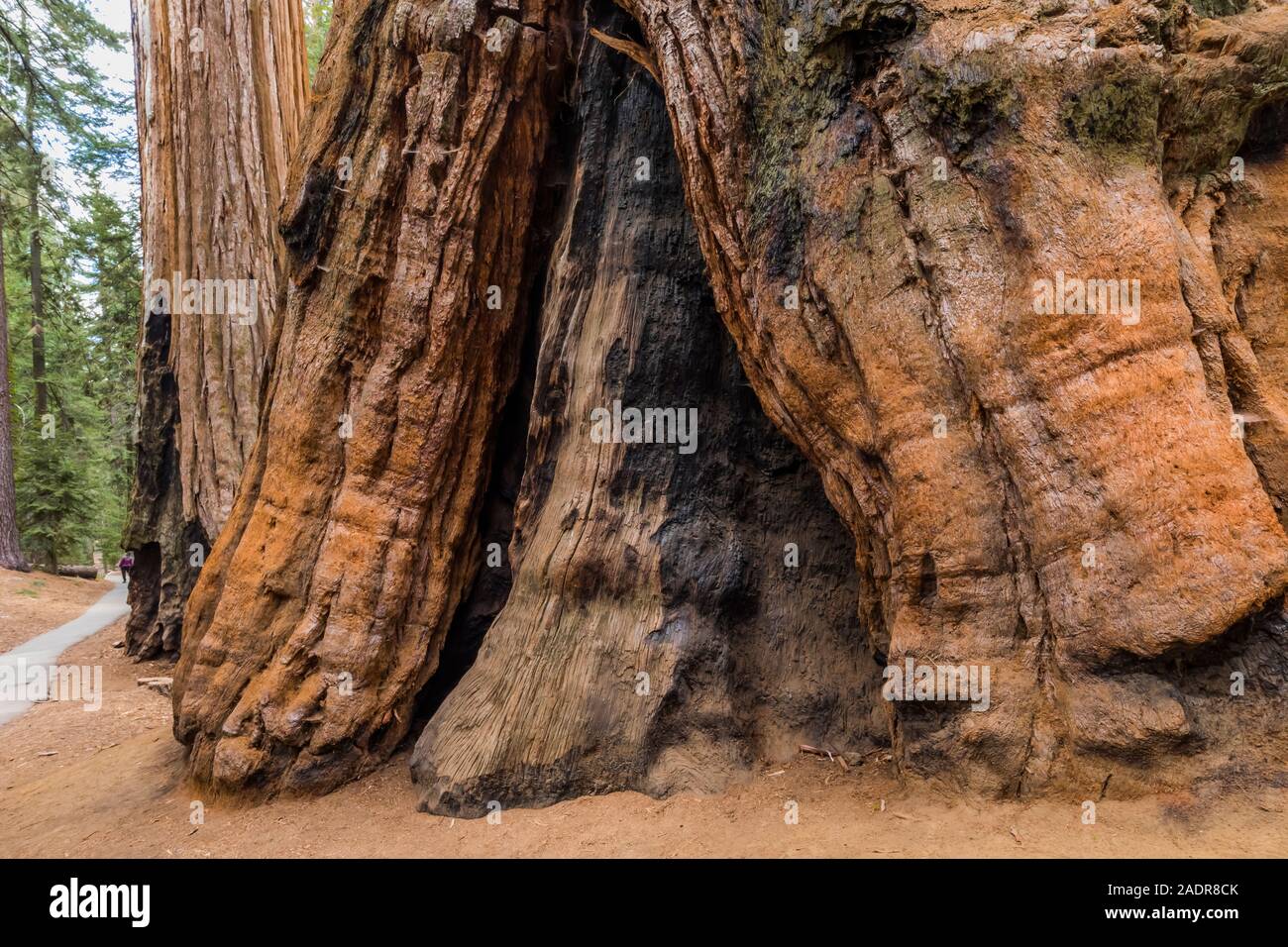 Le Séquoia géant, Sequoiadendron giganteum, le long de la forêt géante ...