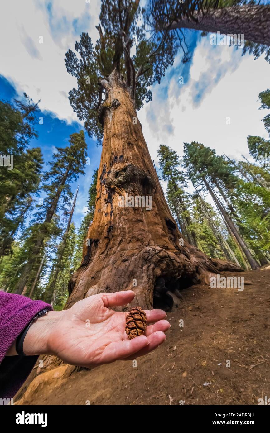 Giant sequoia cones Banque de photographies et d’images à haute ...