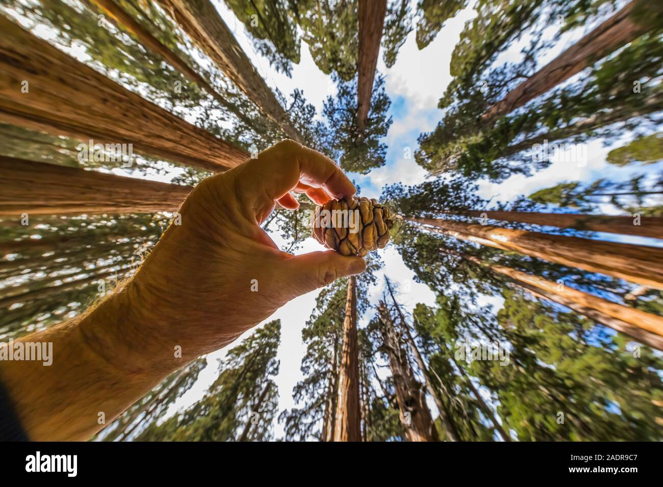 Le Séquoia géant, Sequoiadendron giganteum, cône dans la région de ...