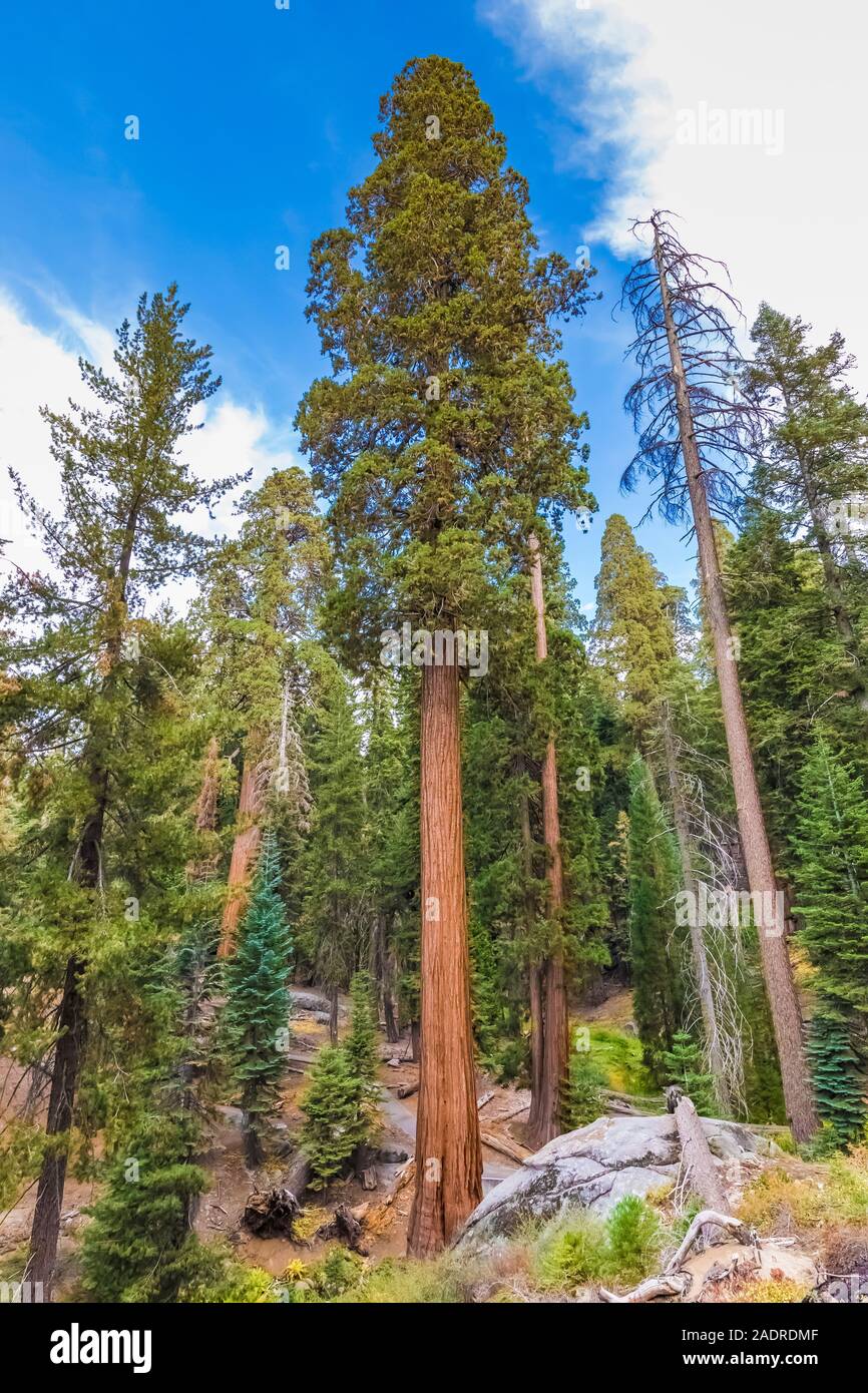 Le Séquoia géant, Sequoiadendron giganteum, le long de la forêt géante ...