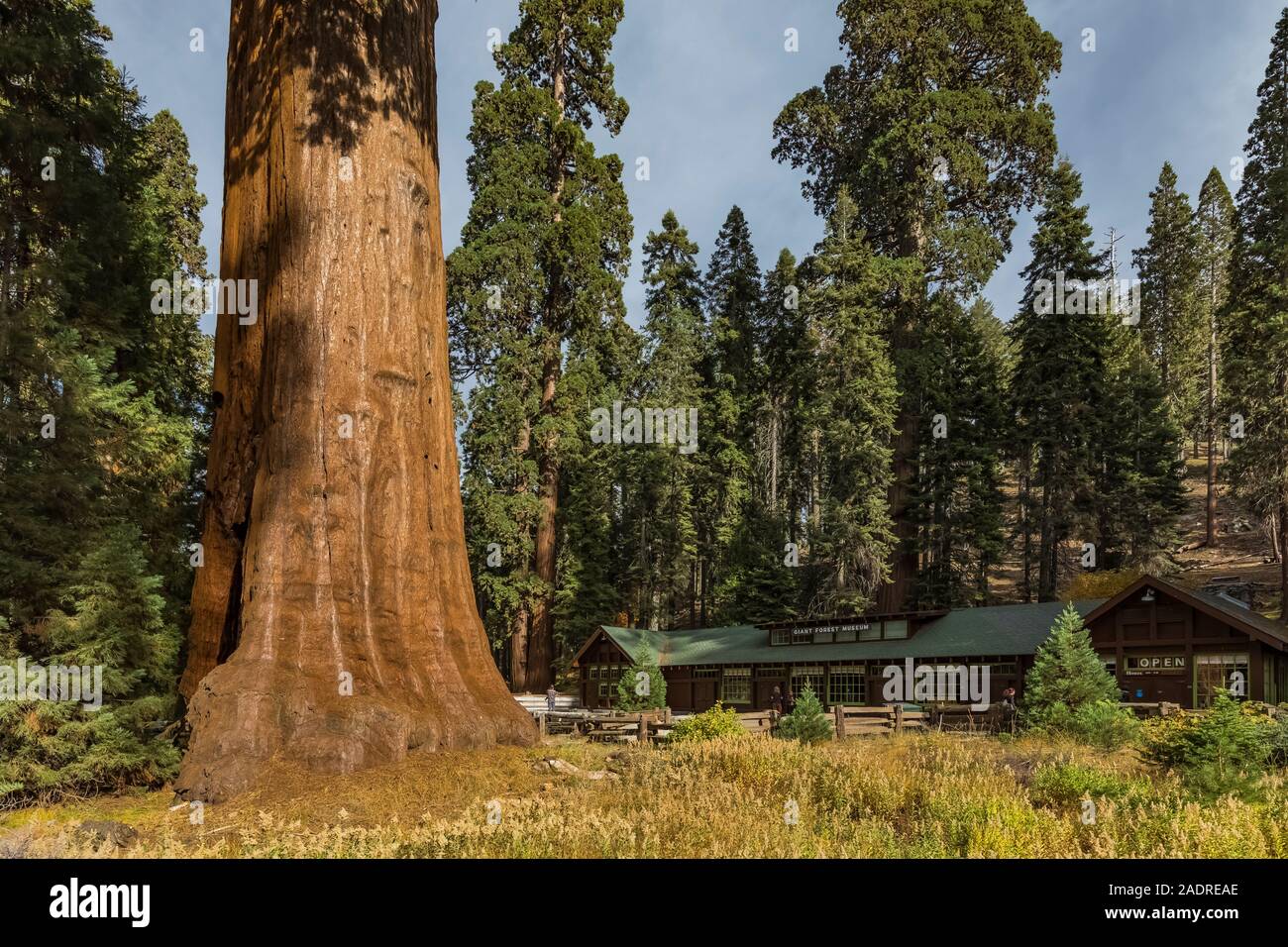 Arbre sentinelle et musée de la forêt géante avec un énorme séquoia ...