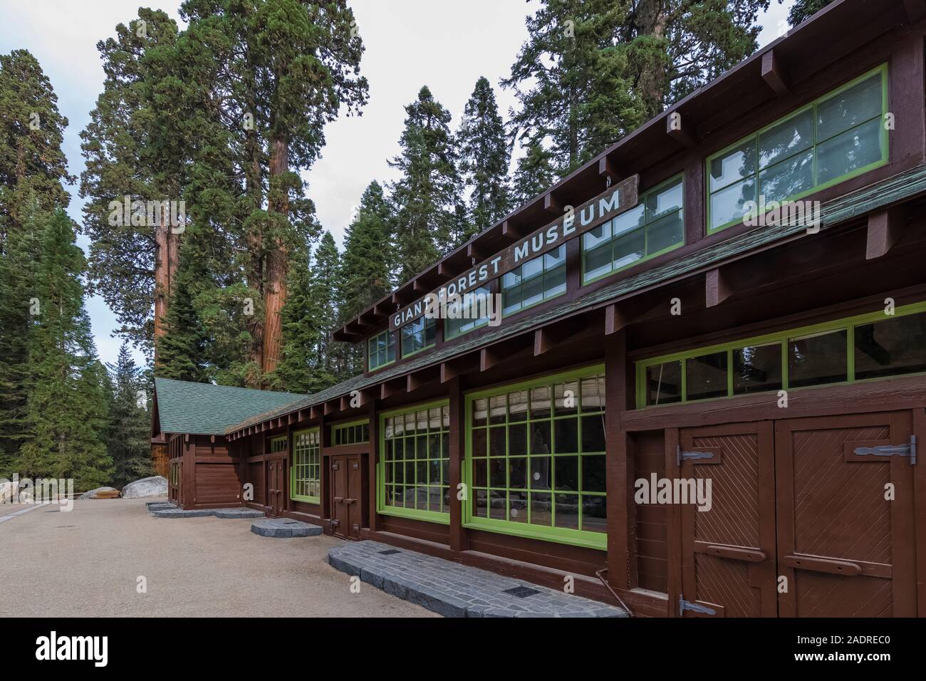 Musée de la forêt géante avec un énorme séquoia géant, Sequoiadendron ...