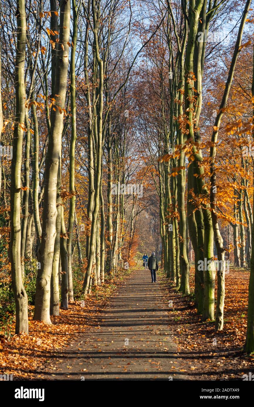 Feuilles tombant des arbres Banque de photographies et d’images à haute ...
