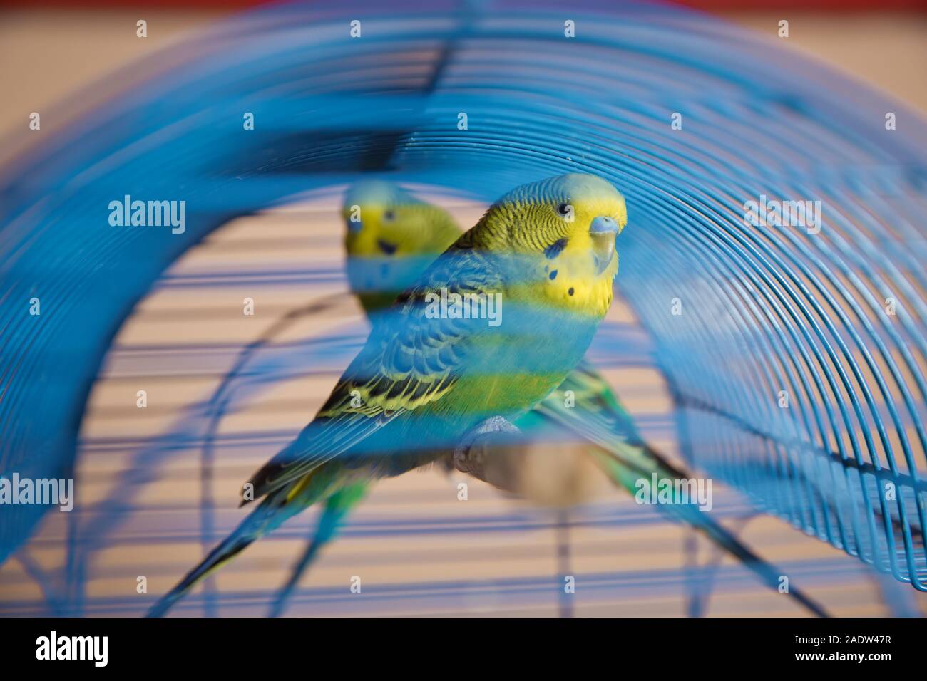 Les perruches . Ondulé Vert perroquet est assis dans une cage . Rosy ...