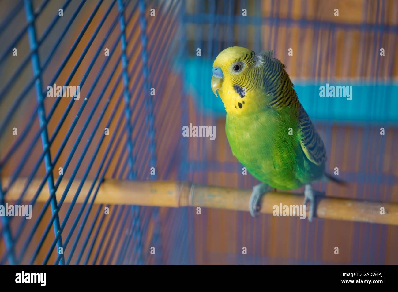 Les perruches . Ondulé Vert perroquet est assis dans une cage . Rosy ...