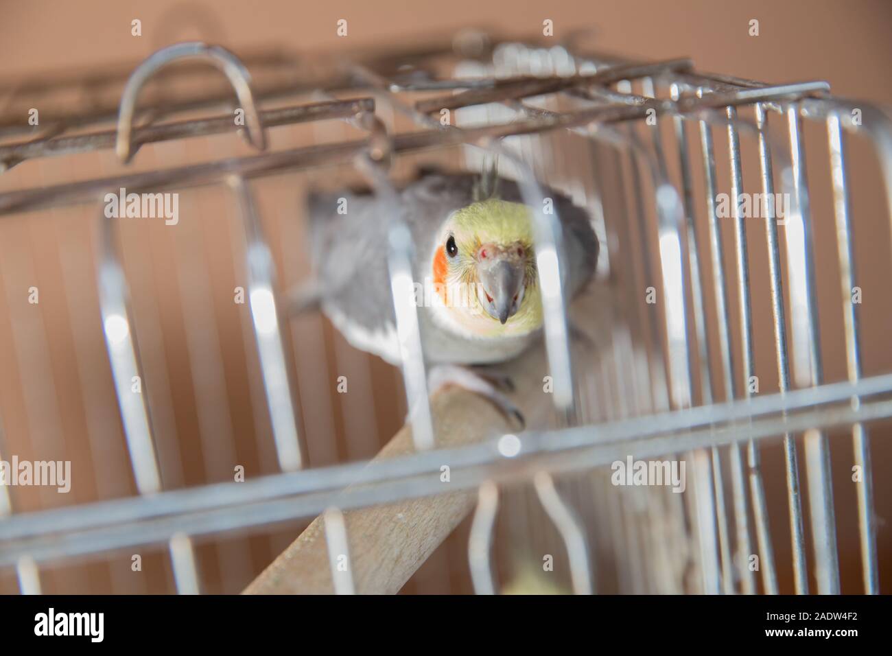 Les perruches . Ondulé Vert perroquet est assis dans une cage . Rosy ...