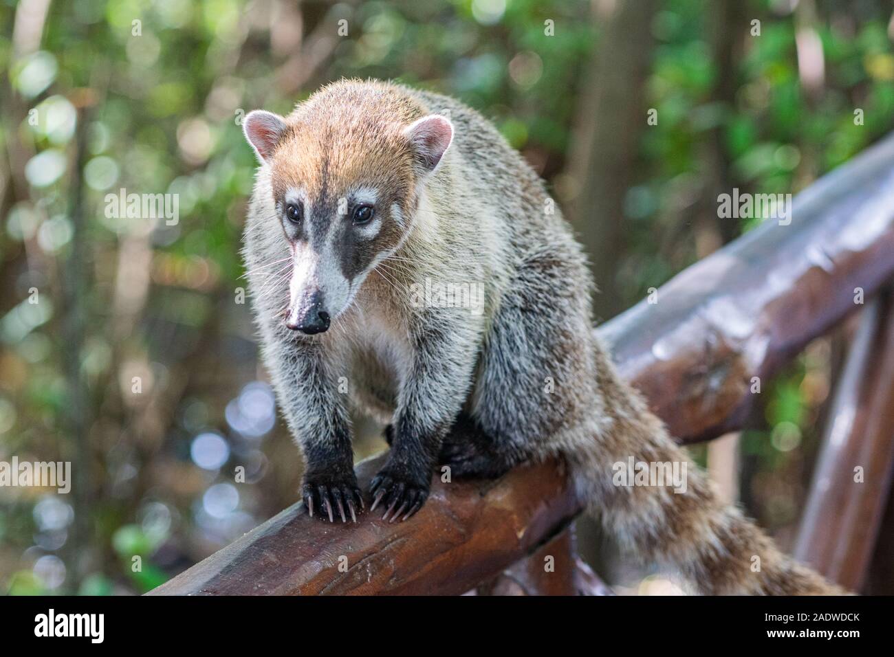 Madagascar lemur marsupial animal Banque de photographies et d’images à ...