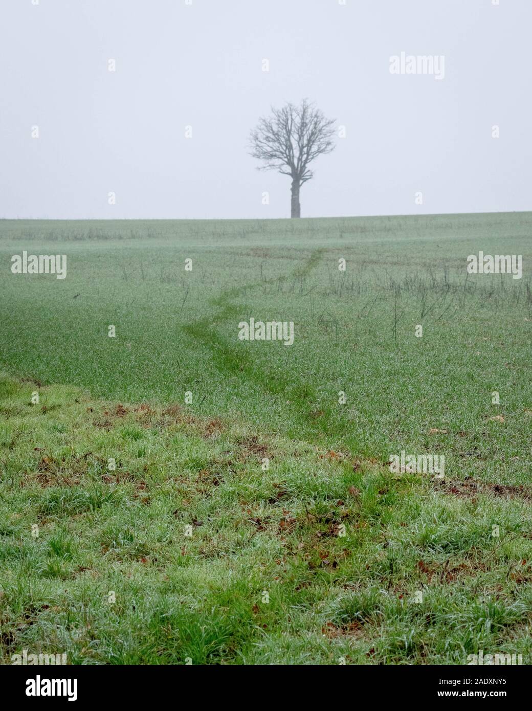 Arbre isolé Banque de photographies et d’images à haute résolution - Alamy