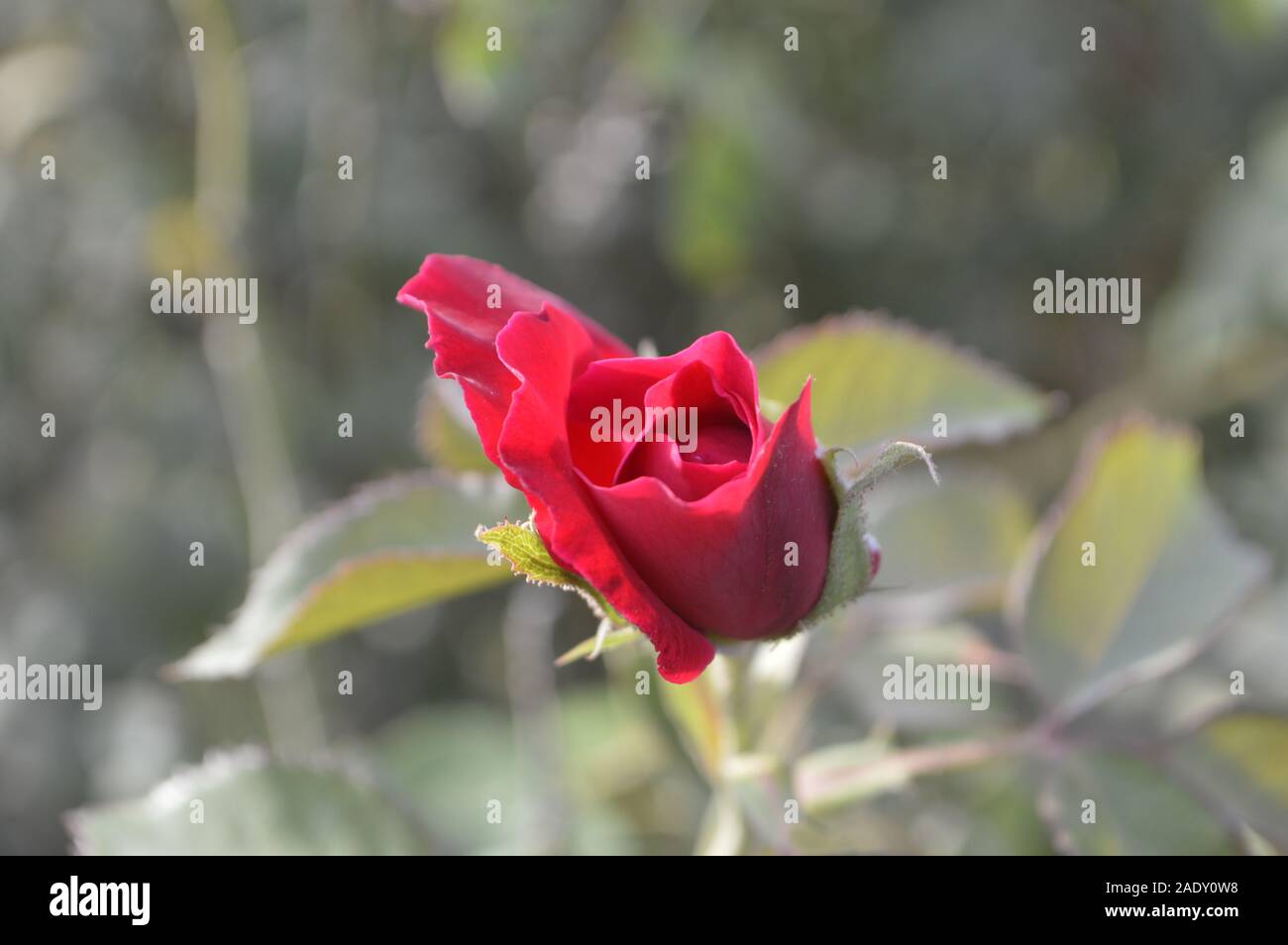 Flore du pakistan Banque de photographies et d’images à haute ...