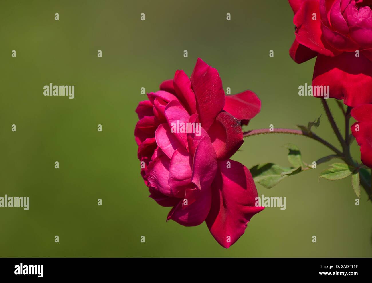 Flore du pakistan Banque de photographies et d’images à haute ...