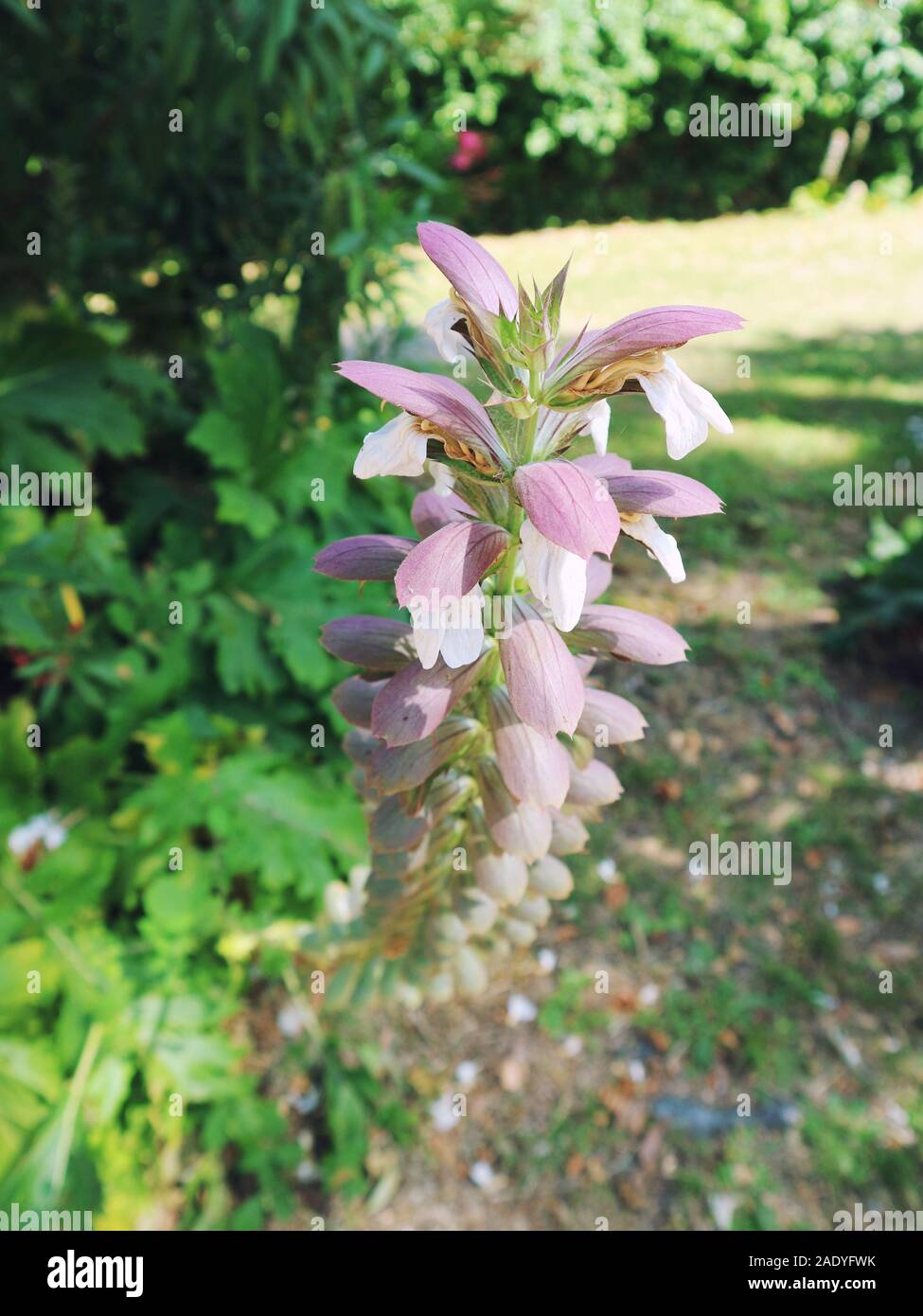 Acanthus plants acanthaceae Banque de photographies et d’images à haute ...