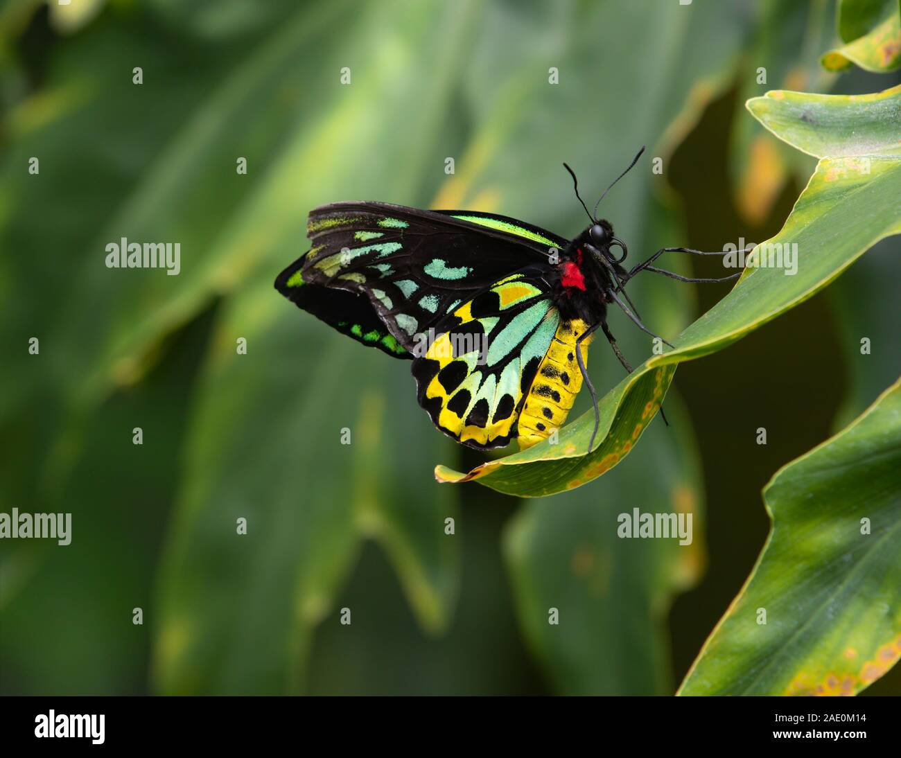 Queen alexandra birdwing butterfly Banque de photographies et d’images ...