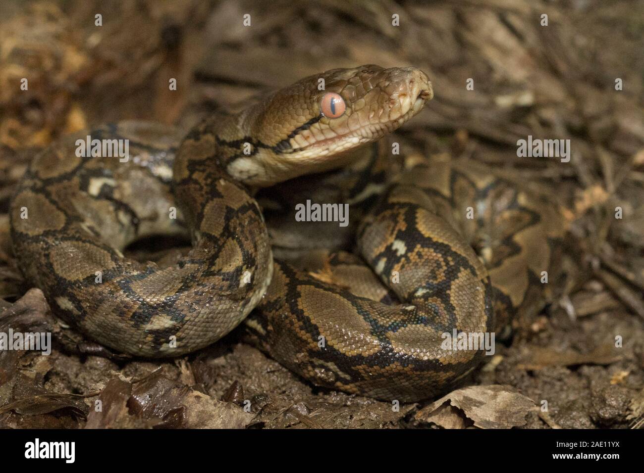 Bali Reptiles Banque d'image et photos - Alamy